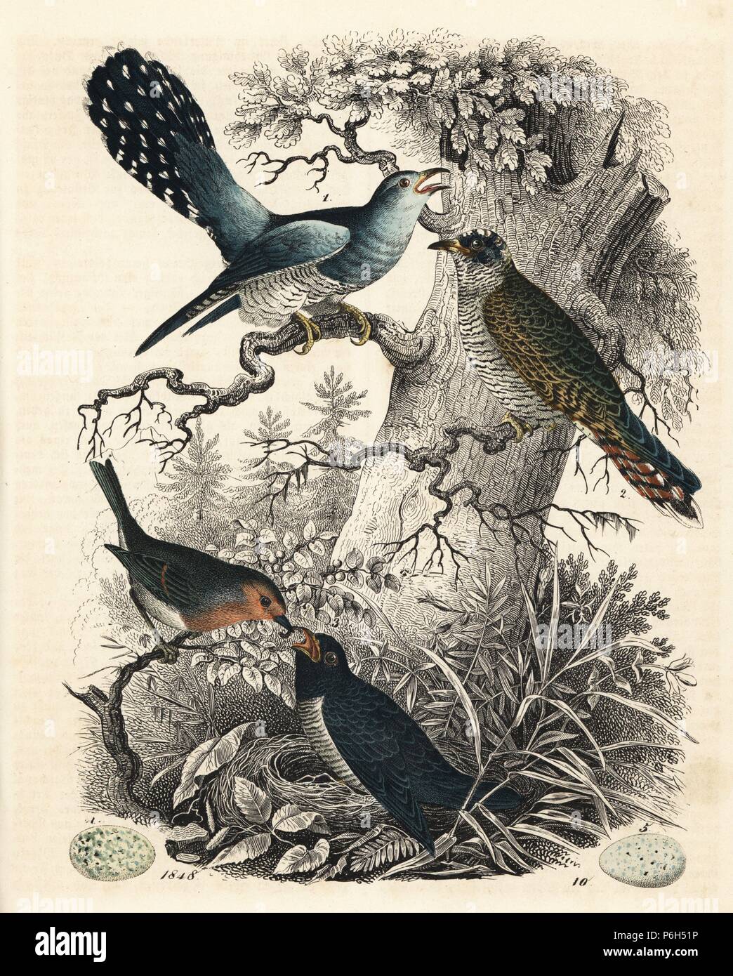 Common cuckoo, Cuculus canorus, male 1, female 2, young 3 being fed by ...