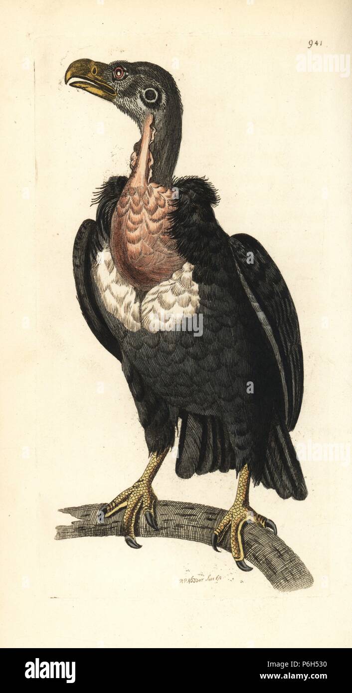 Red-headed vulture, Sarcogyps calvus. Critically endangered ...