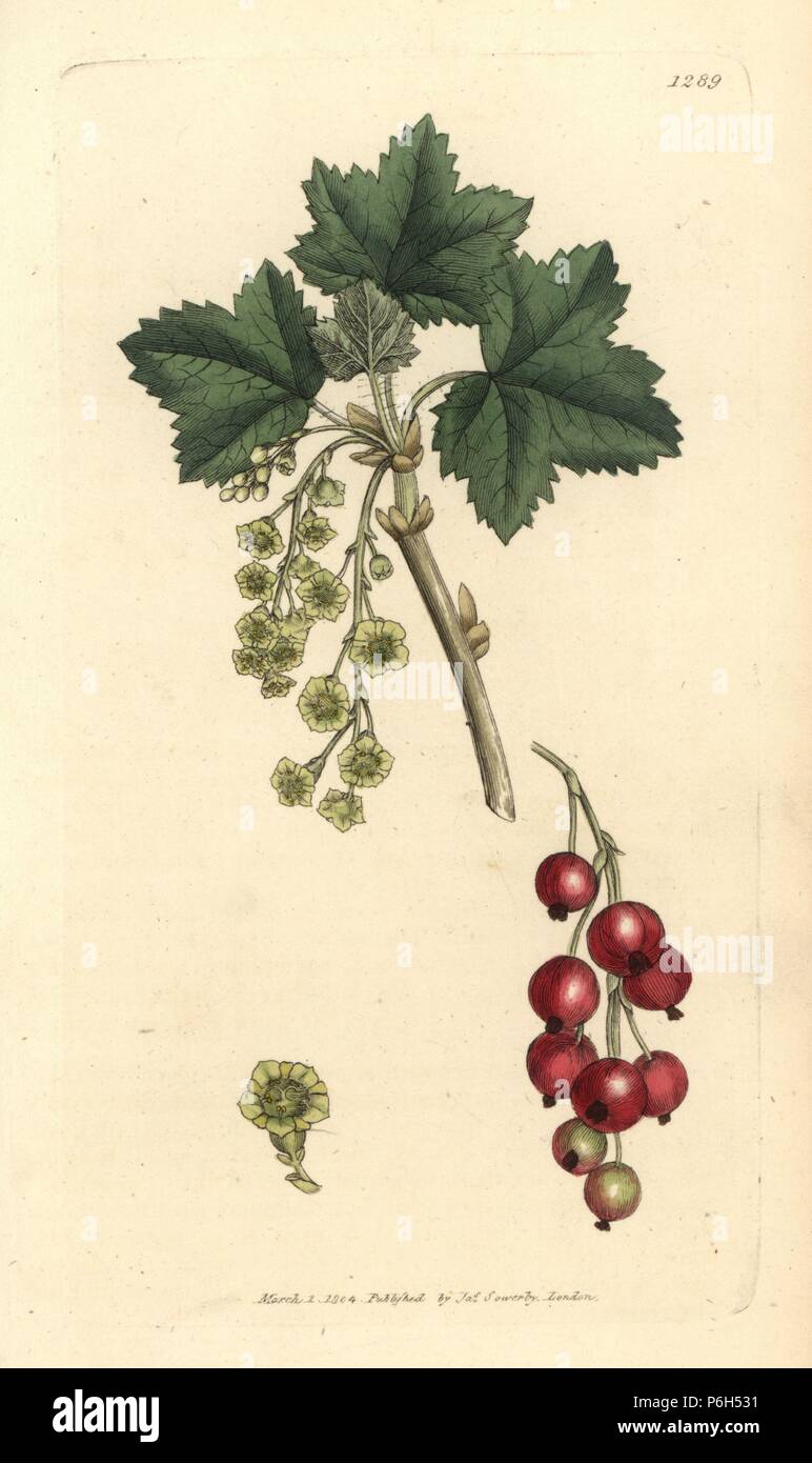 Redcurrant, Ribes rubrum. Handcoloured copperplate engraving after a ...