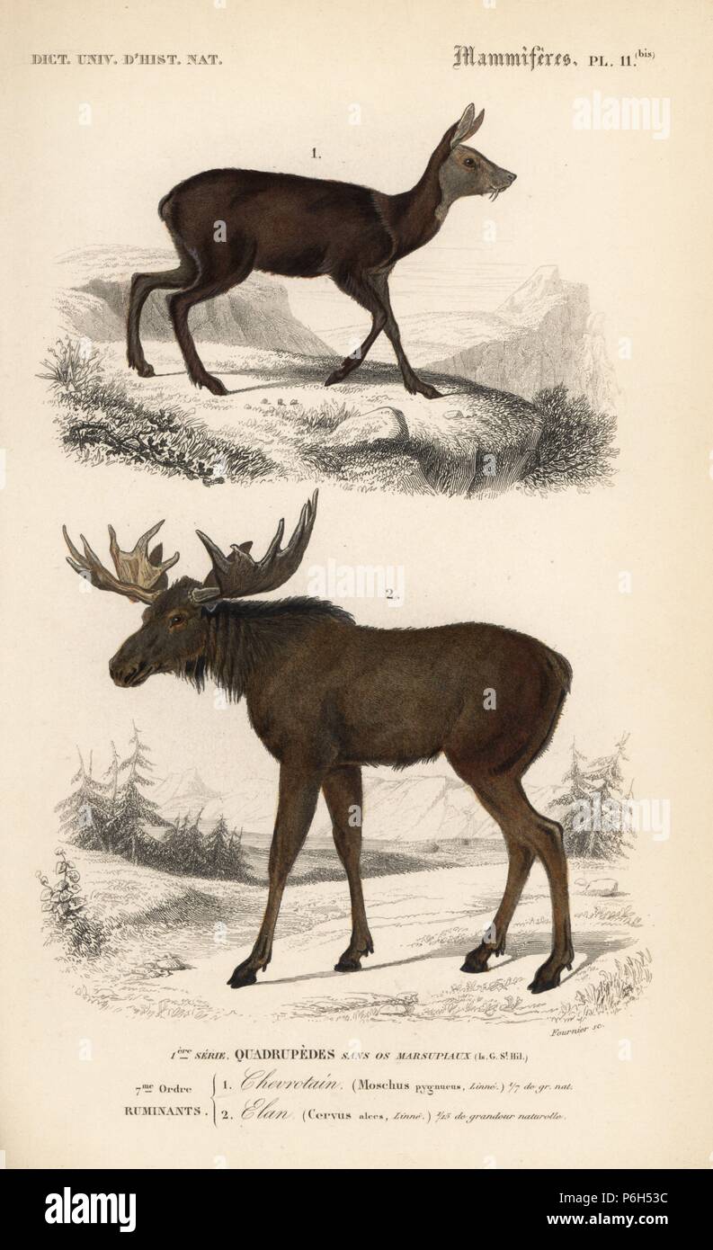 Moose or Eurasian elk, Alces alces, and royal antelope, Neotragus ...