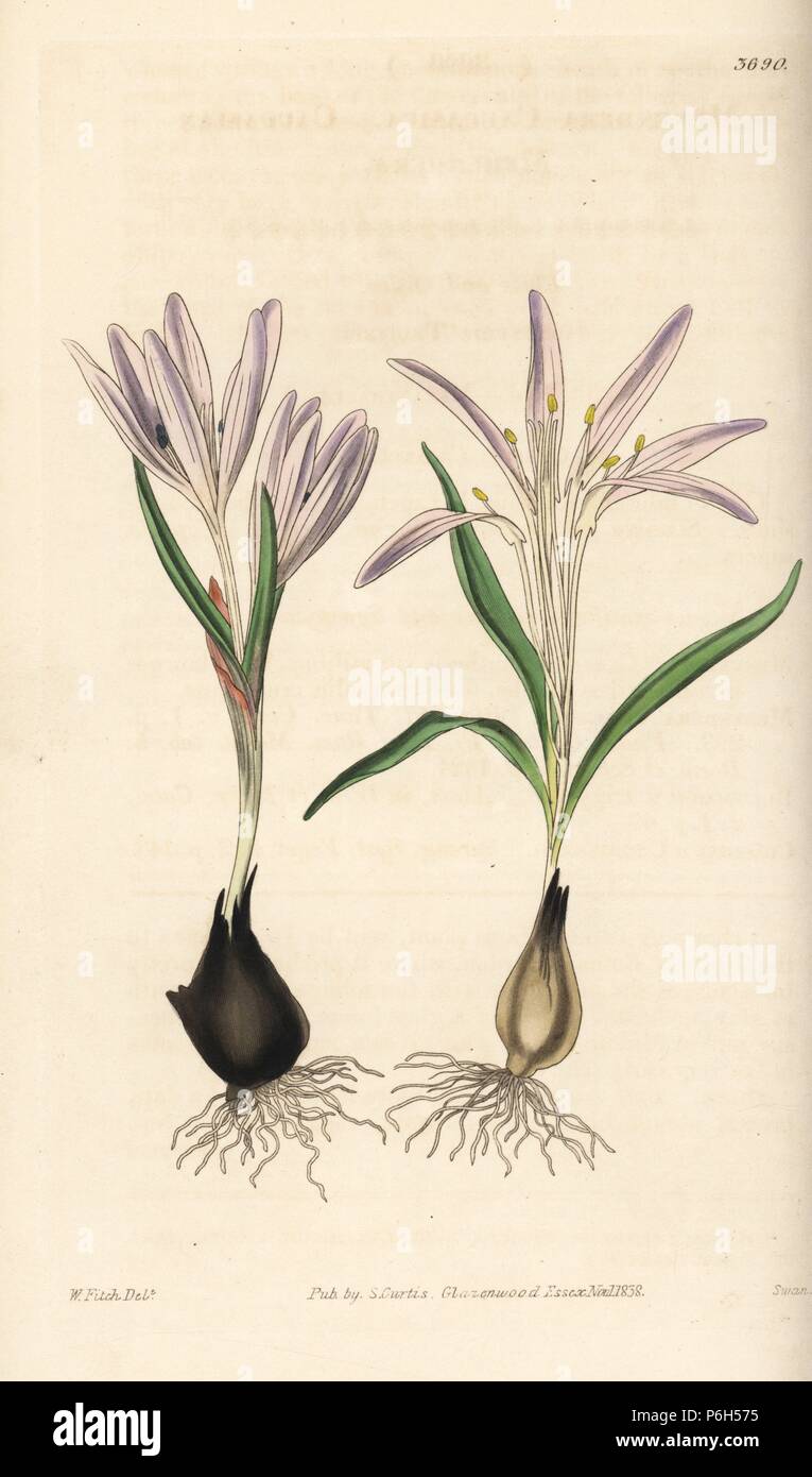 Colchicum trigynum (Caucasian merendera, Merendera caucasica ...