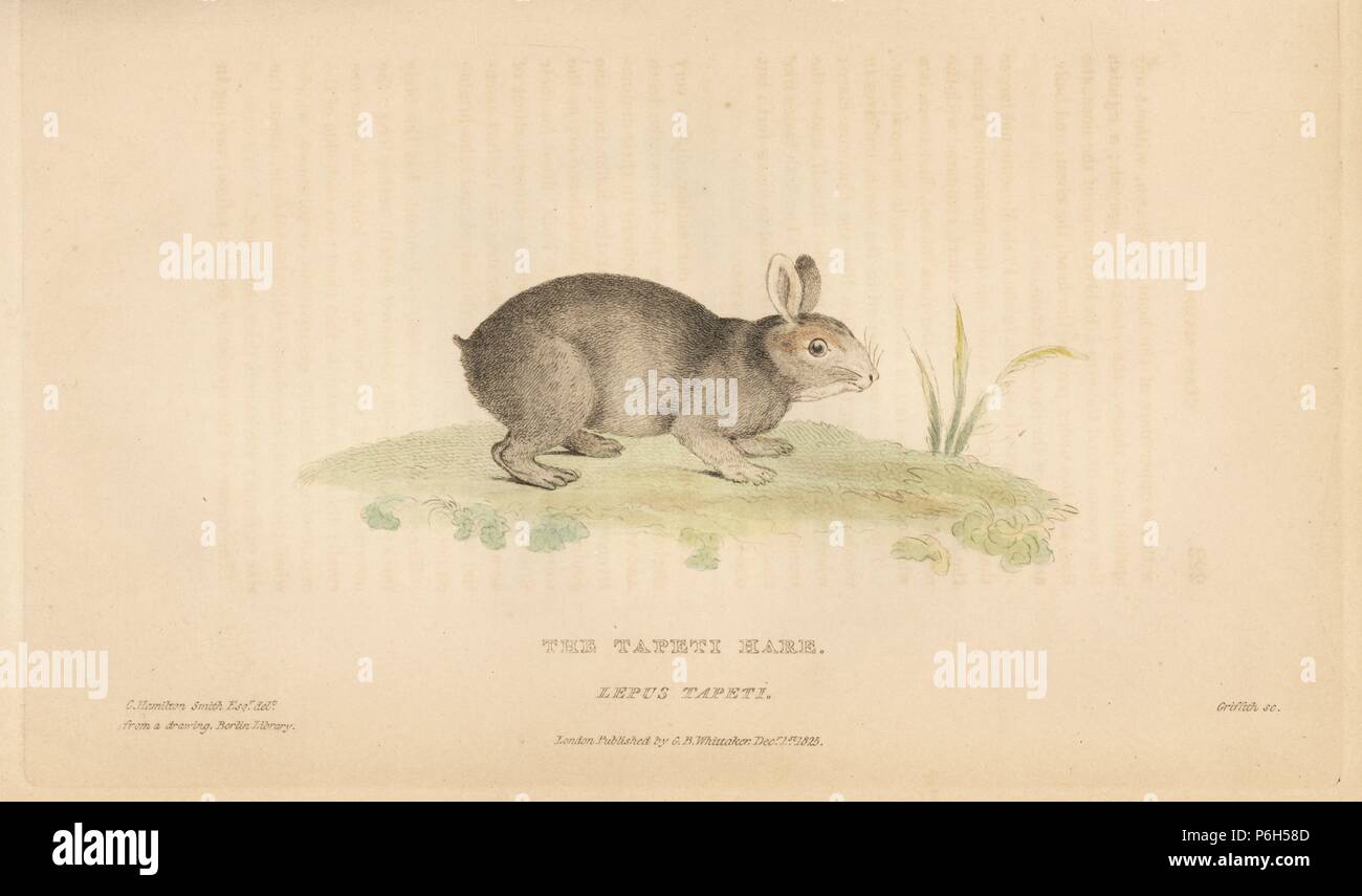 Tapeti or Brazilian cottontail, Sylvilagus brasiliensis (Tapeti hare ...