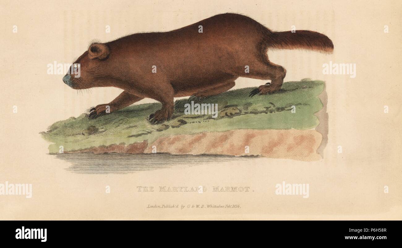 Groundhog, Marmota monax (Maryland marmot). Handcoloured copperplate ...