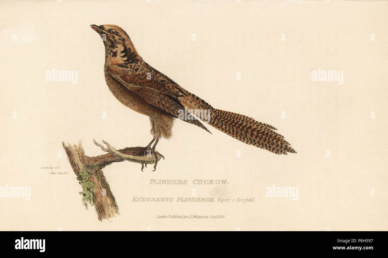 Eudynamys hi-res stock photography and images - Alamy