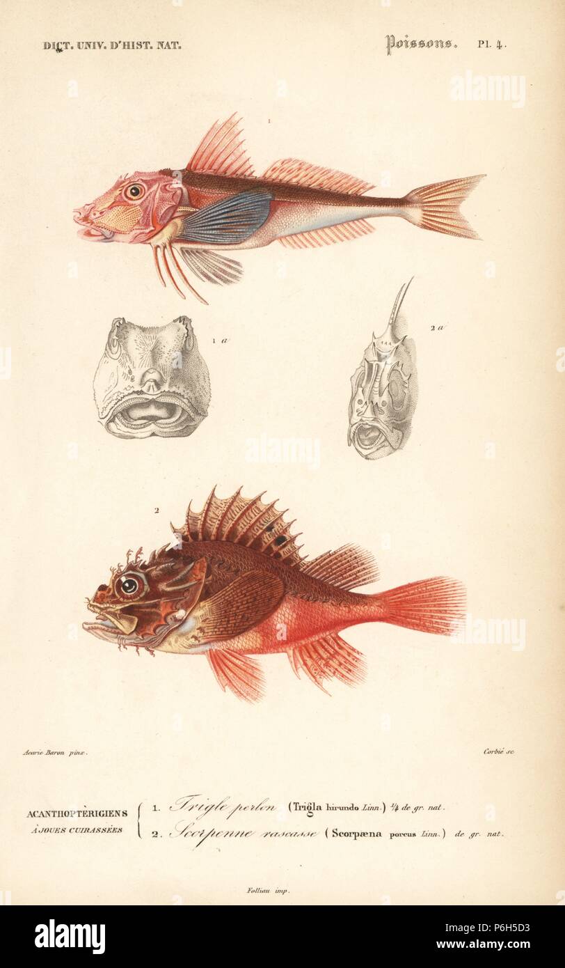 Tub gurnard, Chelidonichthys lucerna, Trigla hirundo, and black ...