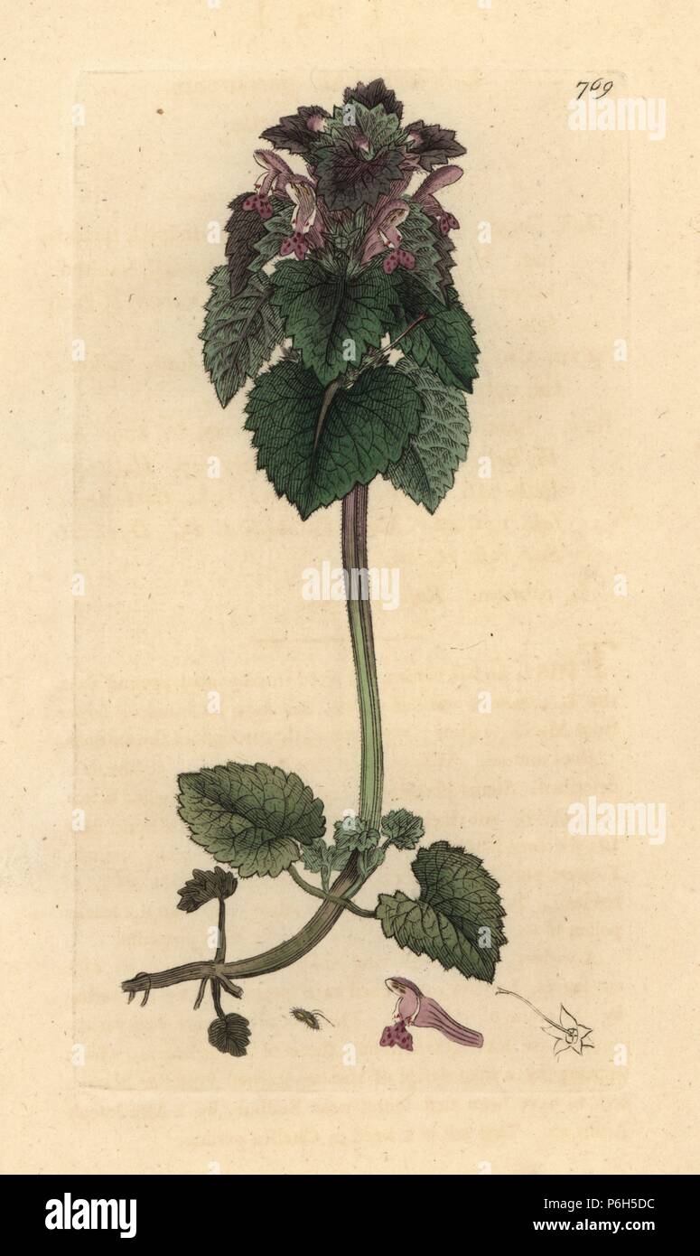 Red dead nettle drawing hi-res stock photography and images - Alamy