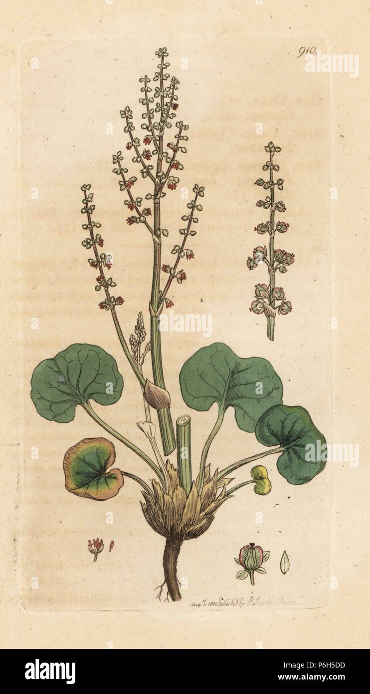 Mountain sorrel, Oxyria digyna (Rumex digynus). Handcoloured ...