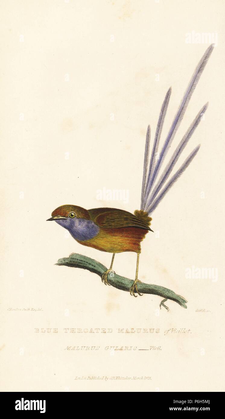Southern emu-wren, Stipiturus malachurus (Blue-throated malurus ...