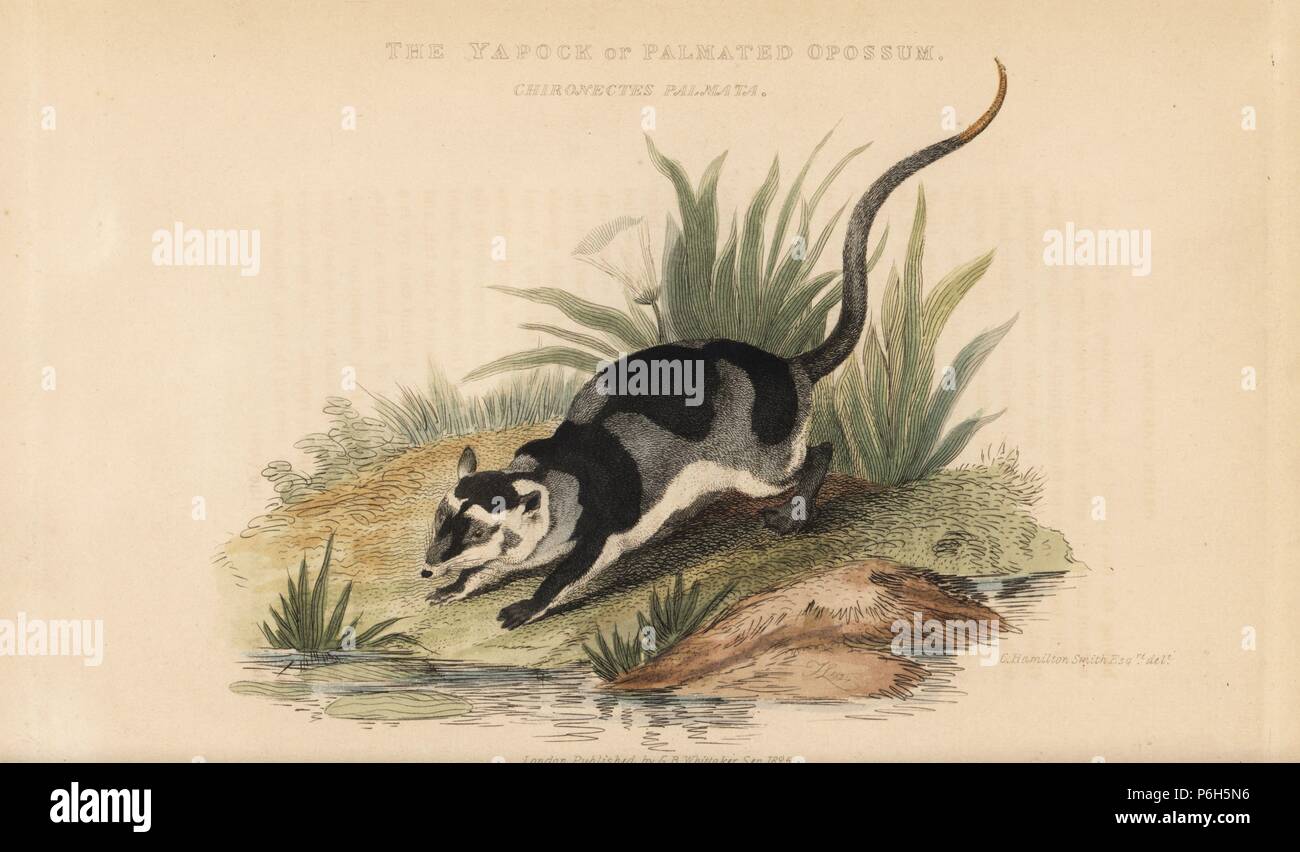 Chironectes minimus hi-res stock photography and images - Alamy