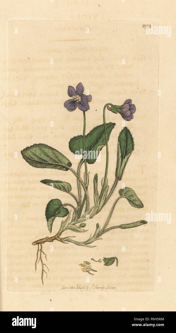 Viola drawing hi-res stock photography and images - Alamy