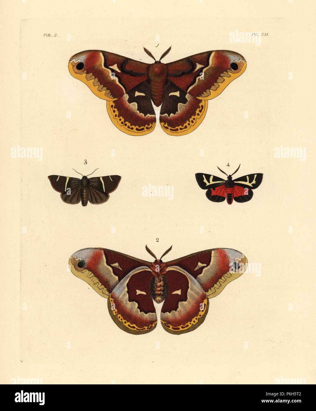 Promethea silkmoth, Callosamia promethea (Saturnia promethea) female ...