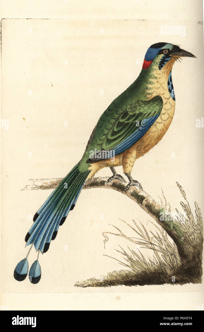 Amazonian motmot, Momotus momota (Brasilian momot, Momota brasiliensis ...