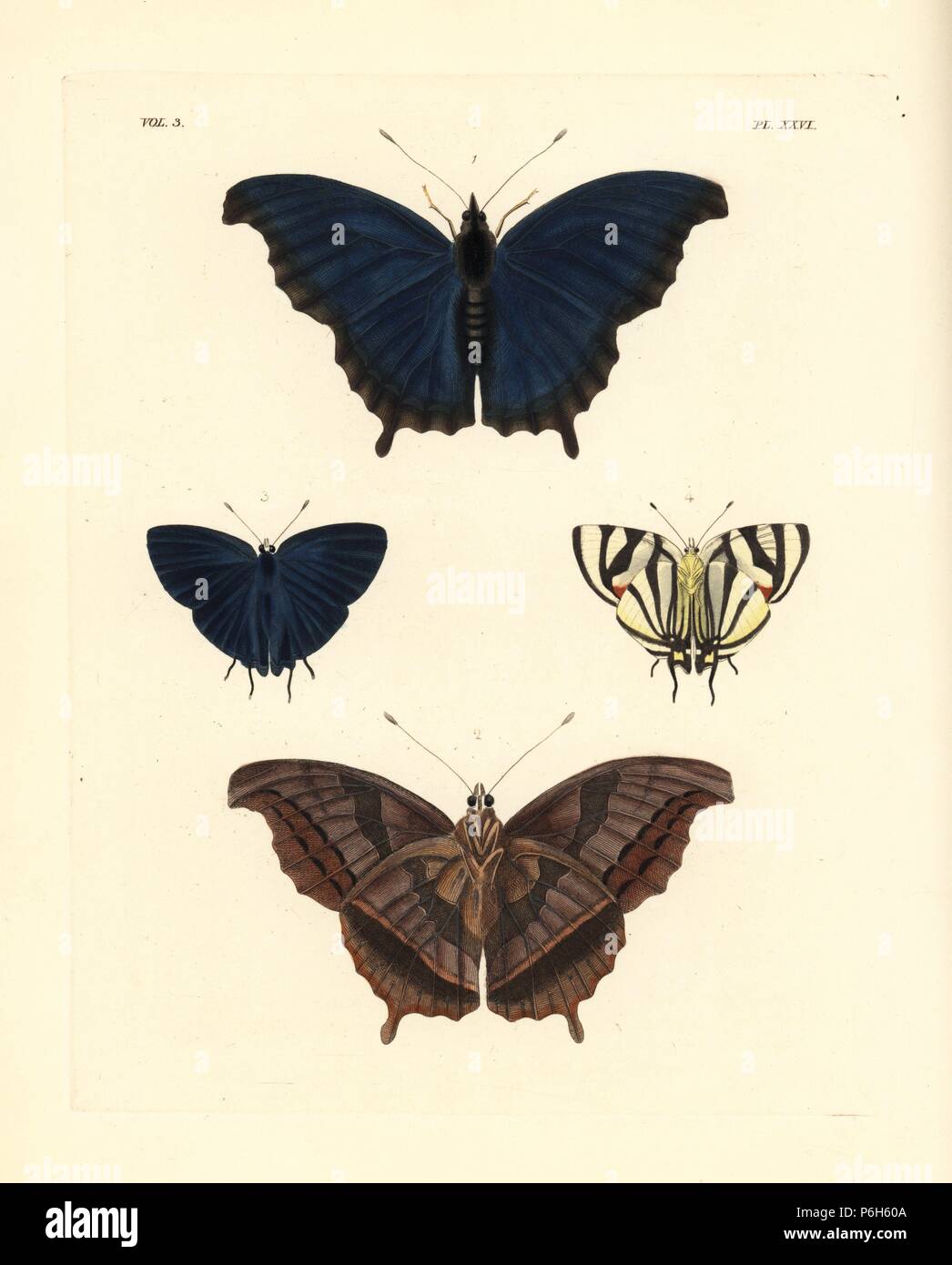 Laodice untailed charaxes, Charaxes lycurgus, upper side 1, under side ...