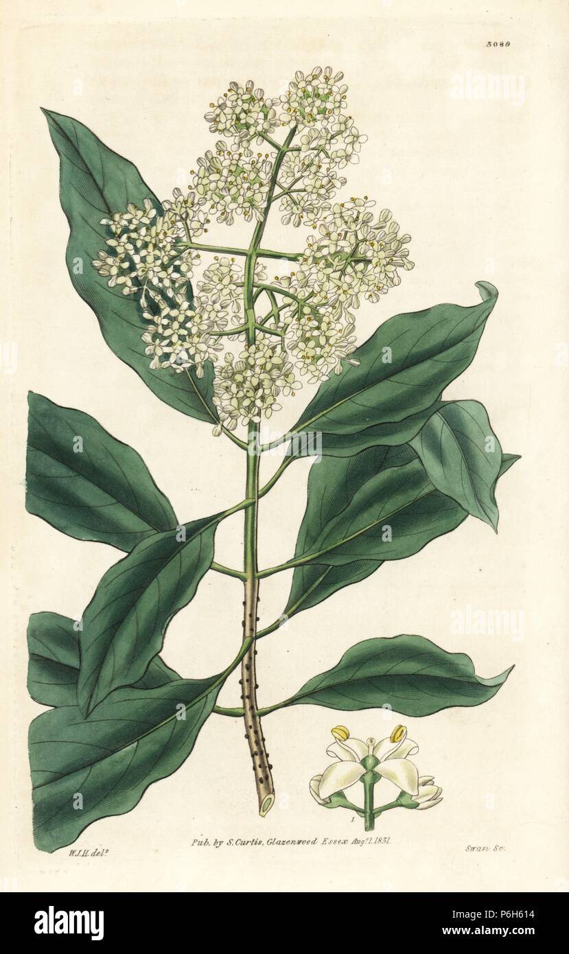 Black ironwood, Olea capensis (Wavy-leaved fragrant Cape olive, Olea ...