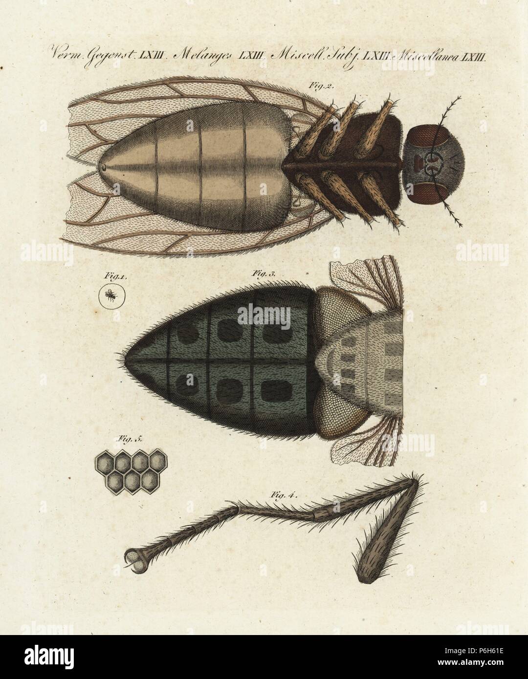 Magnified view of a housefly, Musca domestica, under a microscope ...