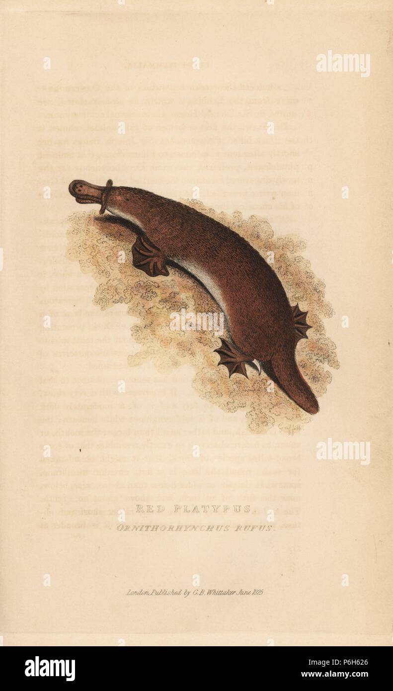 Platypus, Ornithorhynchus anatinus (Red platypus, Ornithorhynchus rufus ...