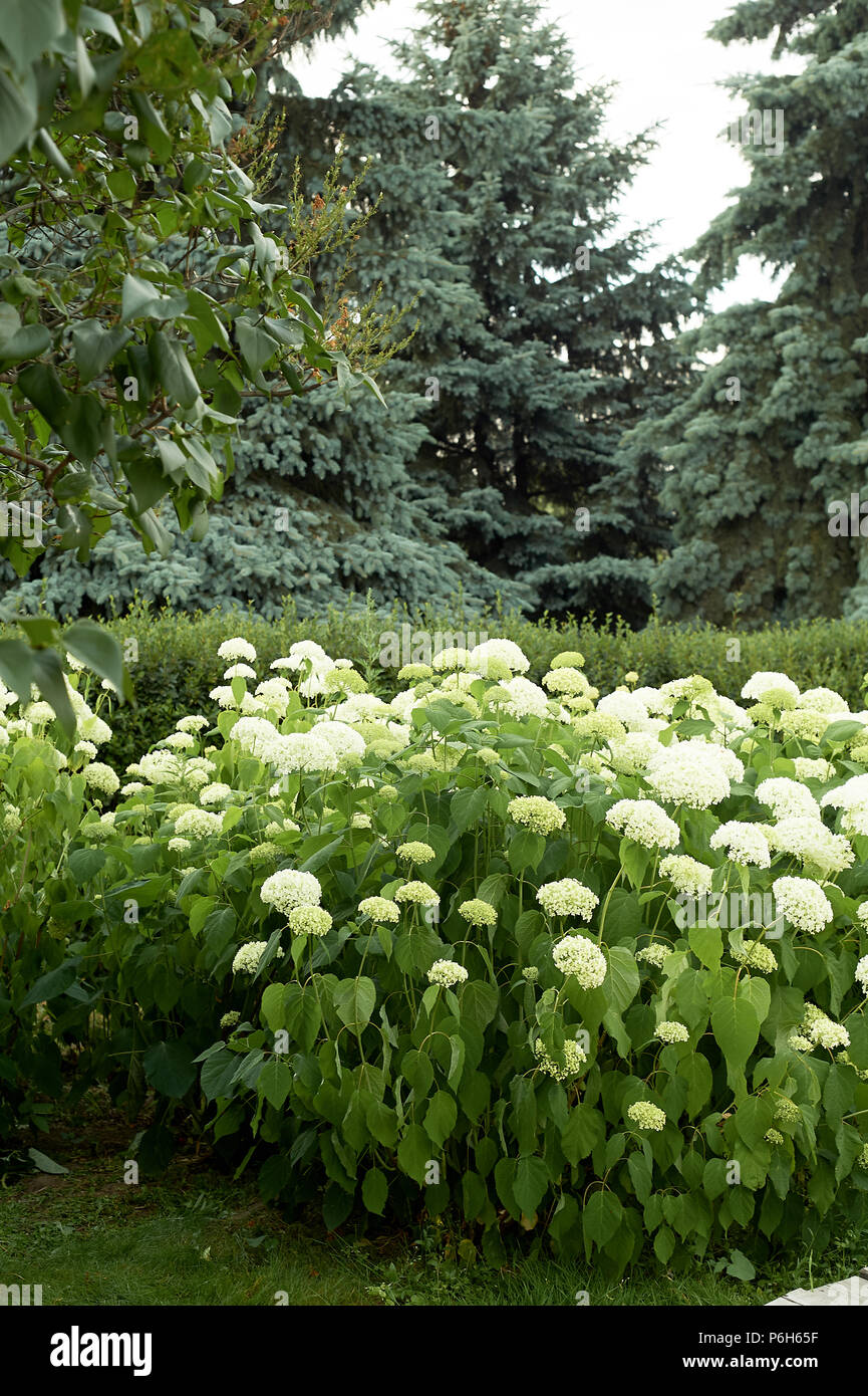 Hydrangeas in the wild. In the Park. Flowering Stock Photo - Alamy