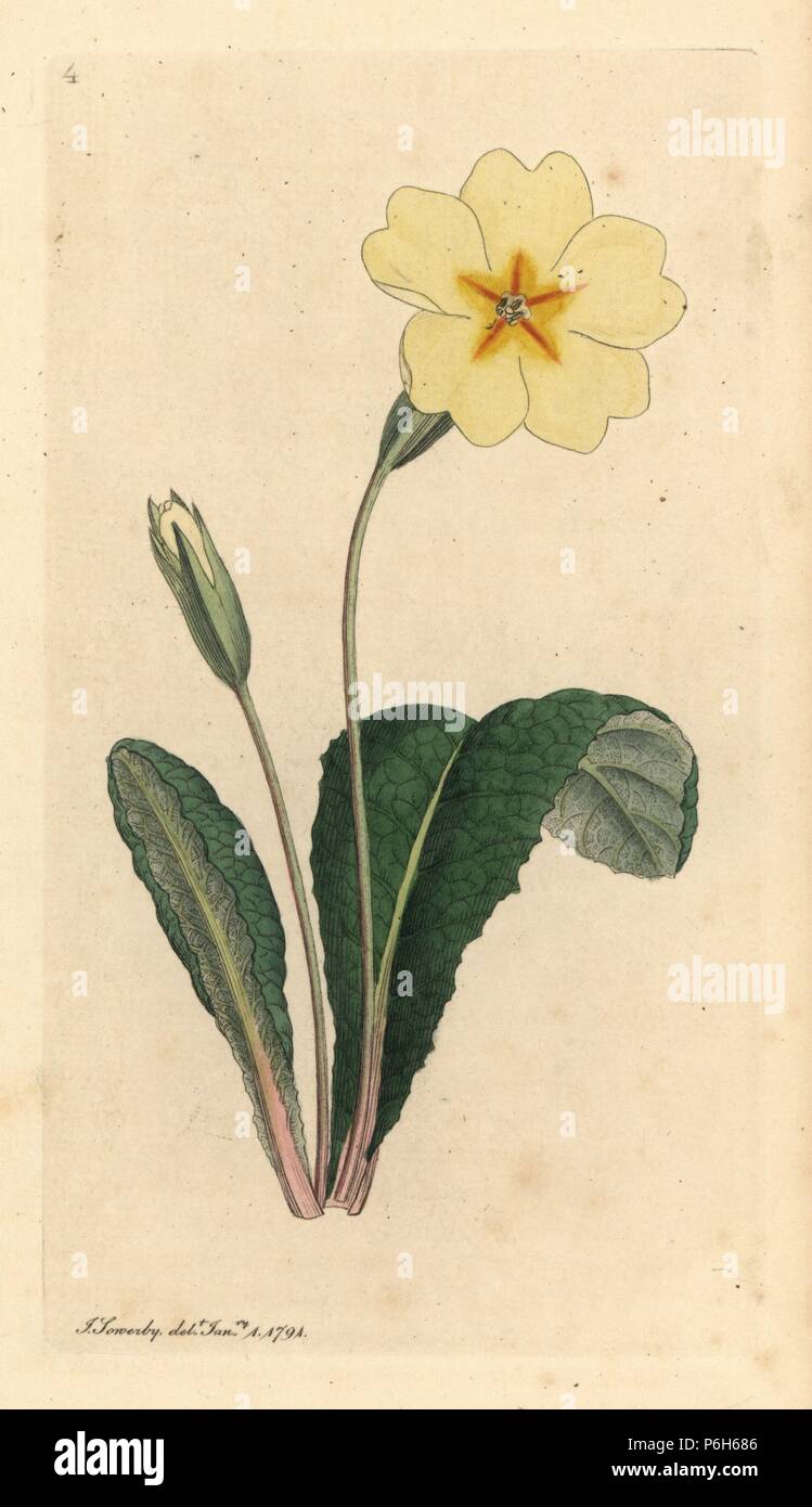 Common primrose, Primula vulgaris. Handcoloured copperplate engraving ...