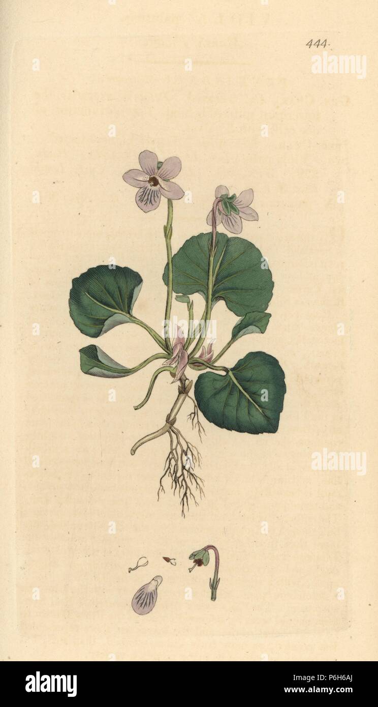 Viola drawing hi-res stock photography and images - Alamy