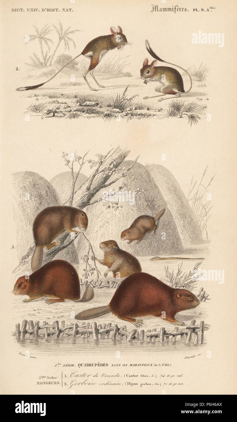 North American beaver, Castor canadensis, and lesser Egyptian jerboa ...