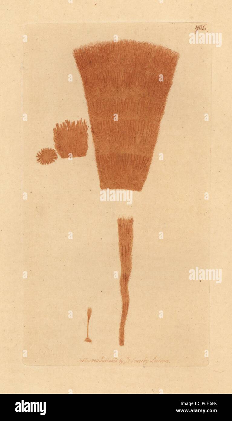Bearded yellow byssus, Byssus barbatus. Handcoloured copperplate ...