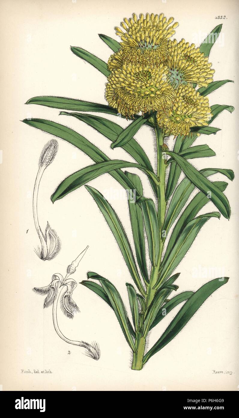 Round headed isopogon hi-res stock photography and images - Alamy