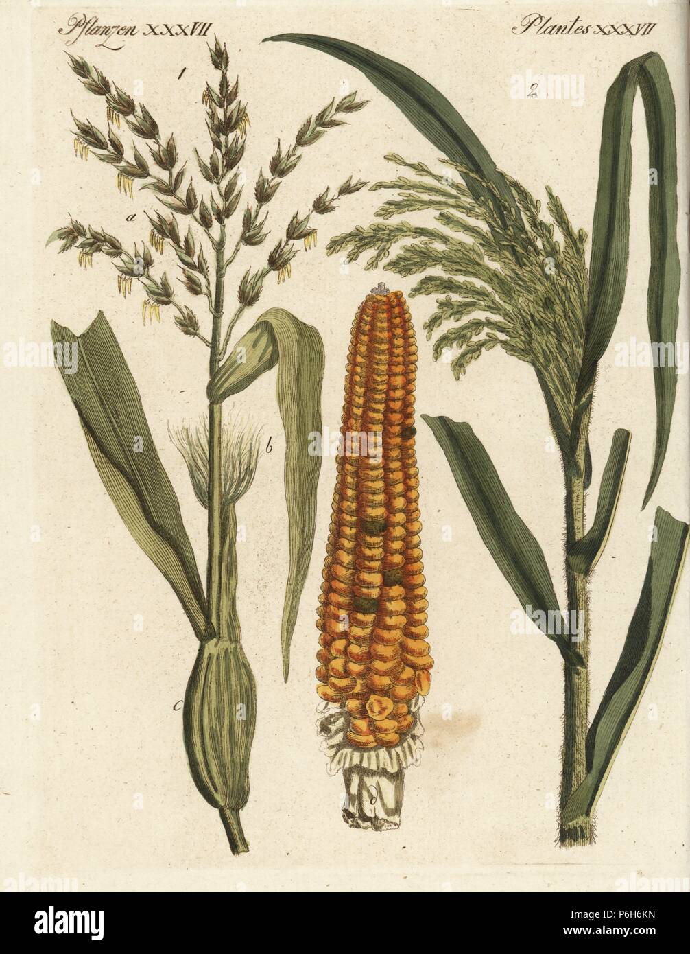 Corn or maize, Zea mays 1, and millet, Panicum miliaceum 2 ...