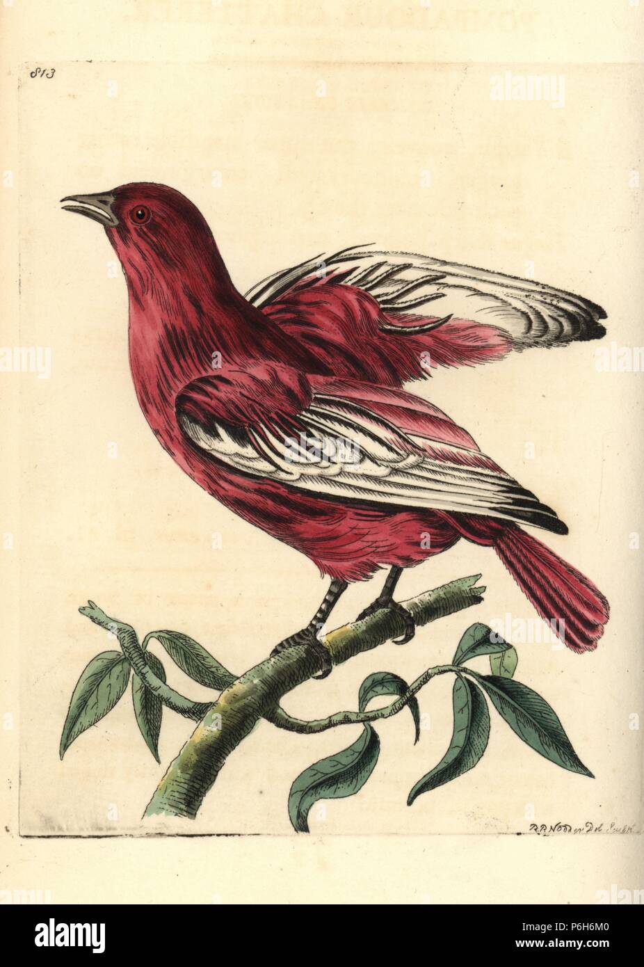 Pompadour cotinga, Xipholena punicea (Pompadour chatterer, Ampelis ...