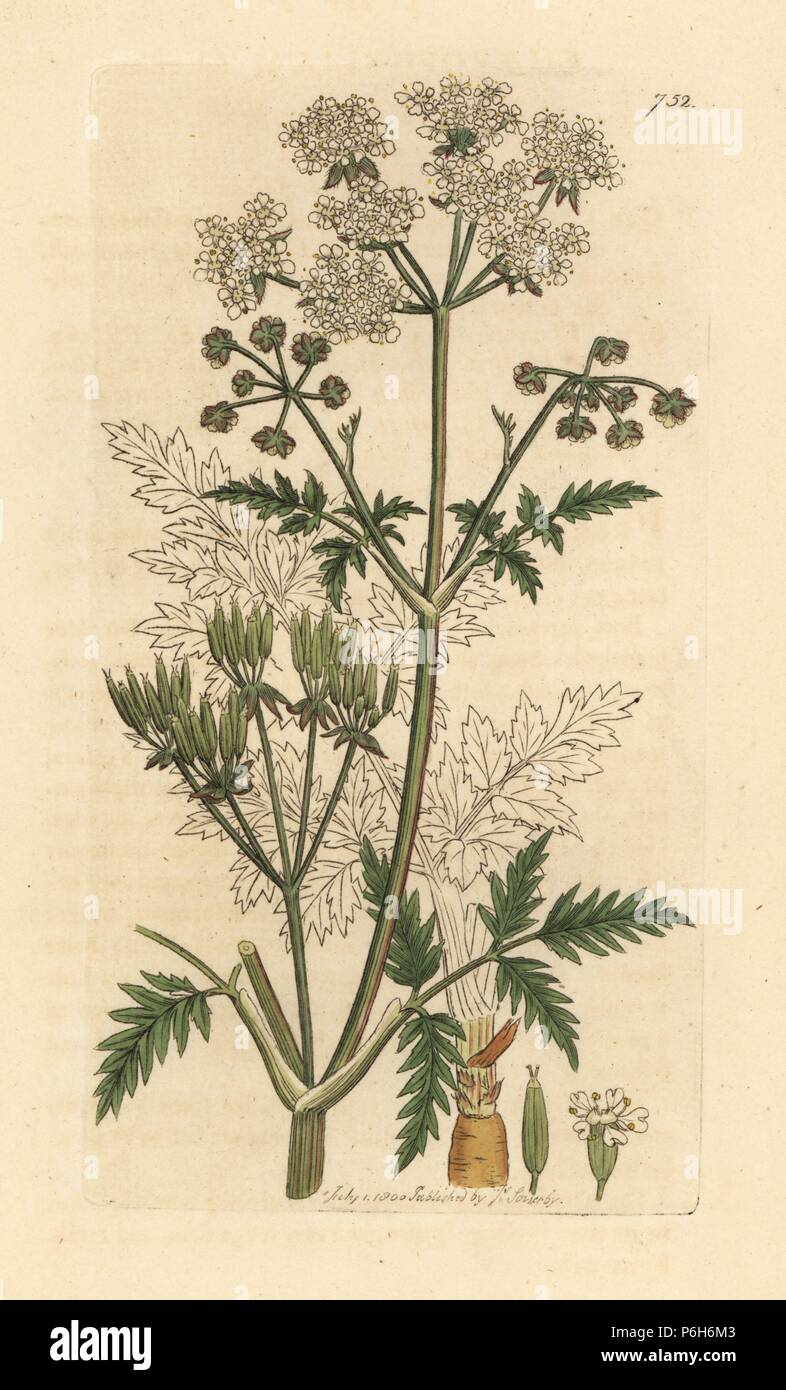 Cow parsley, Anthriscus sylvestris (Smooth cow parsley, Chaerophyllum ...