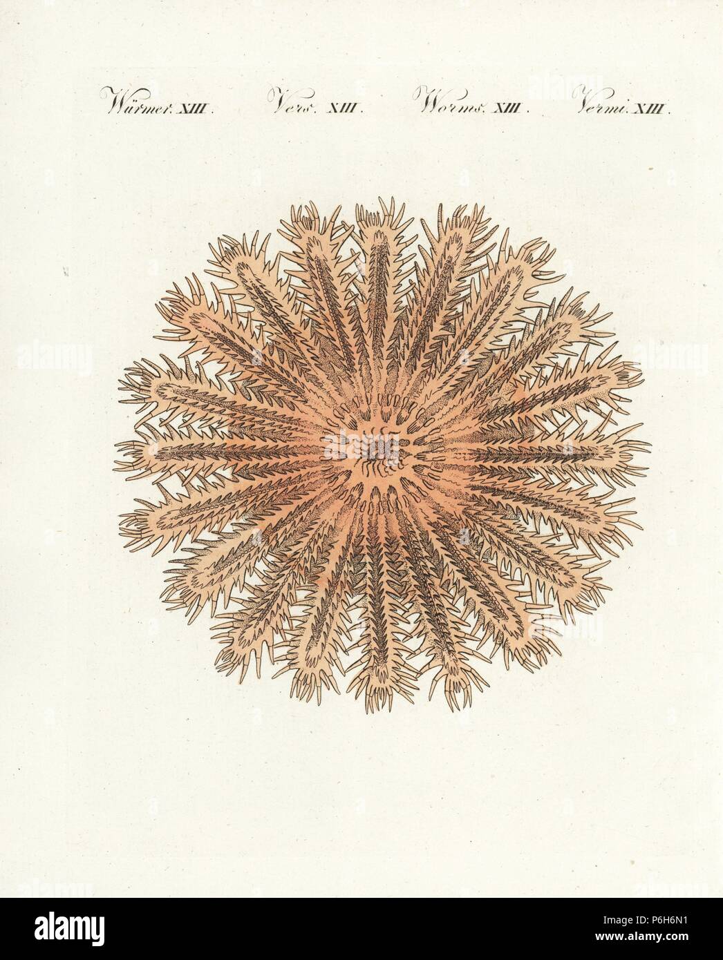 Echinoides hi-res stock photography and images - Alamy