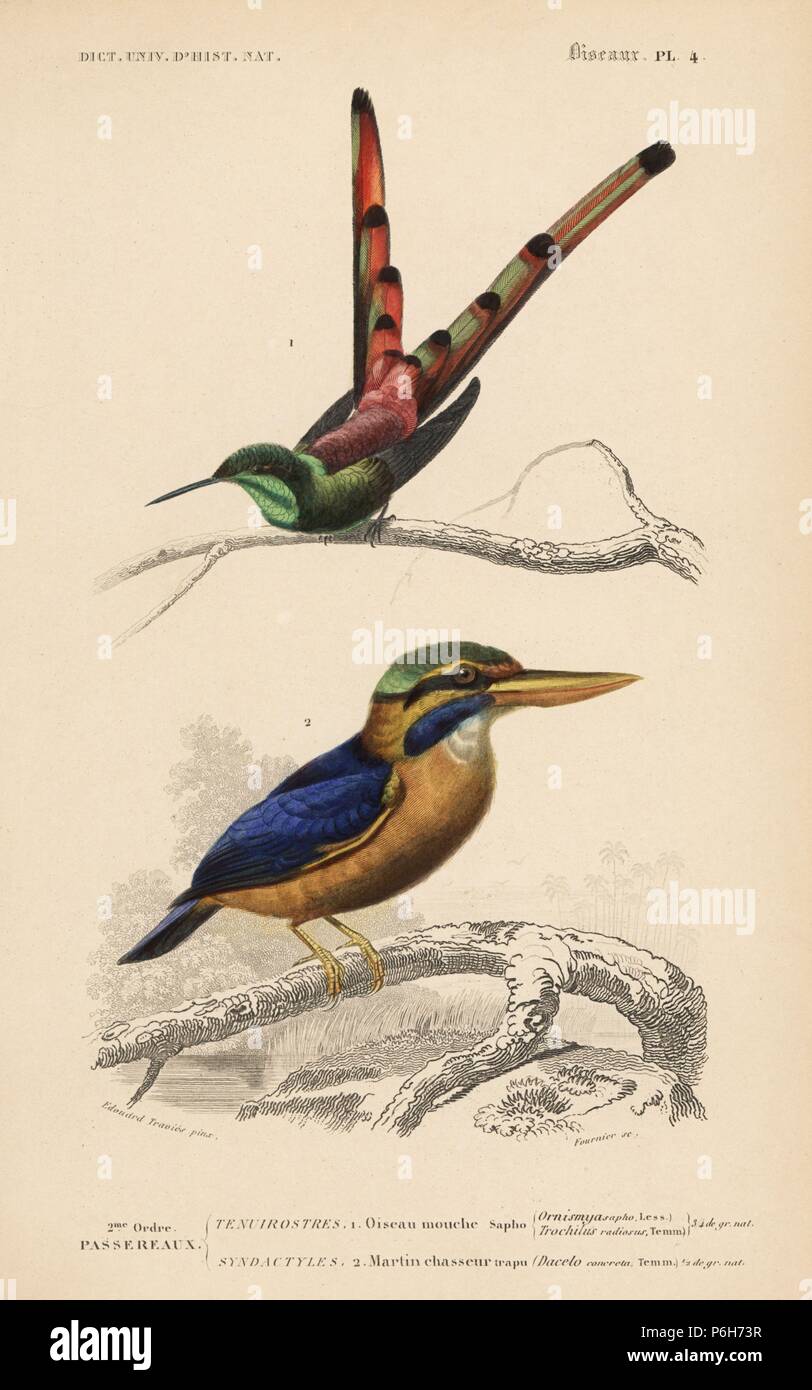 Red-tailed comet, Sappho sparganurus, and rufous-collared kingfisher ...