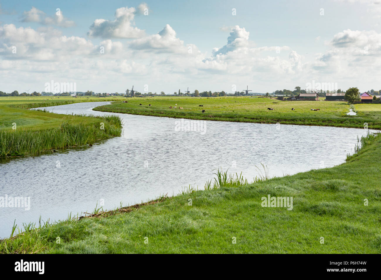 Historic Windmills, farms and cows on the dykes off the Zomersloot in ...