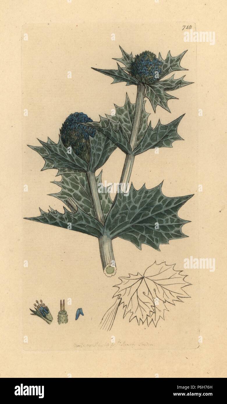 Sea holly or sea eryngo, Eryngium maritimum. Handcoloured copperplate ...