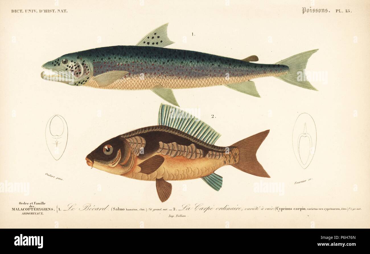 Salmo salar illustration hi-res stock photography and images - Alamy