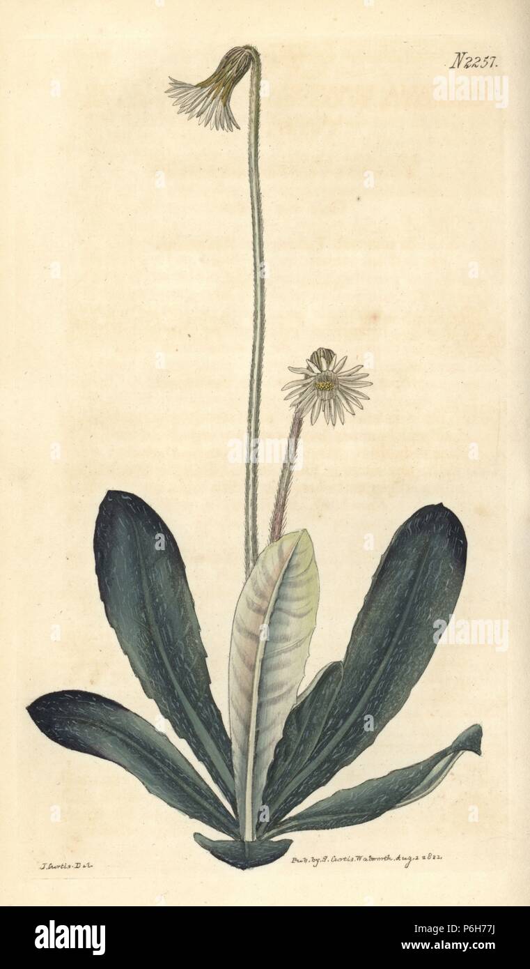 Pineland daisy, Chaptalia tomentosa (Wooly-leaved chaptalia ...