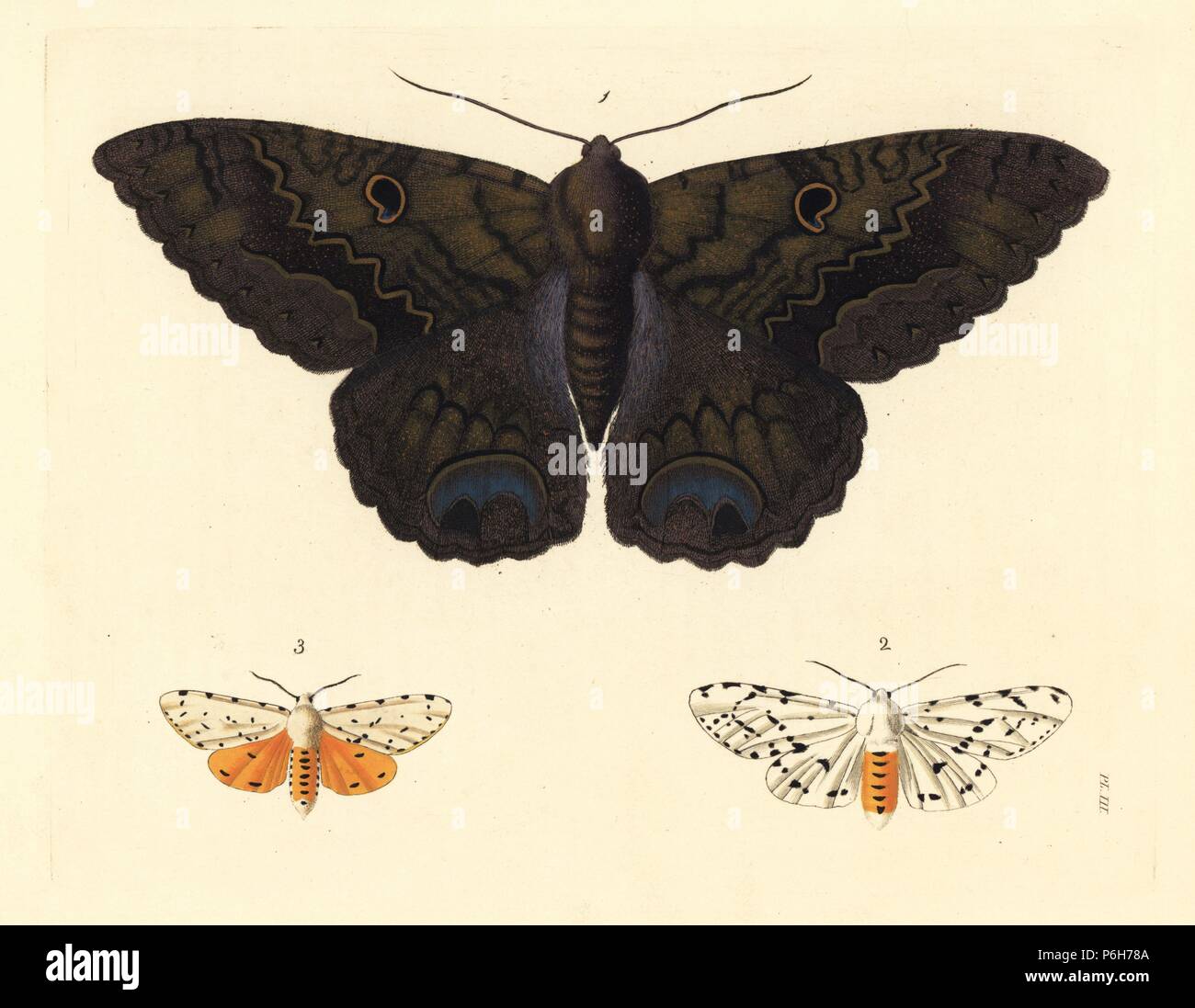 Black witch, Erebus odora 1, and salt marsh moth, Estigmene acrea ...