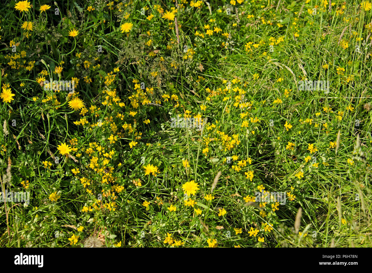 Europe meadows wildflowers plants hi-res stock photography and images ...