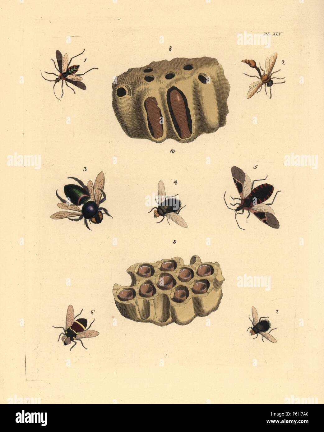 Mud Dauber Life Cycle