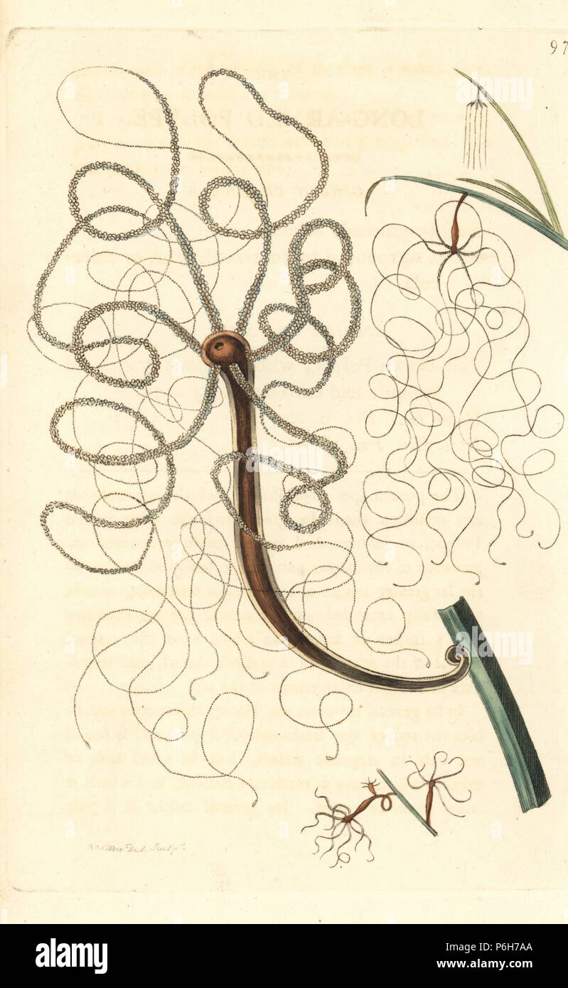 Long-armed polype, Hydra longimana (Hydra vulgaris?). Illustration ...