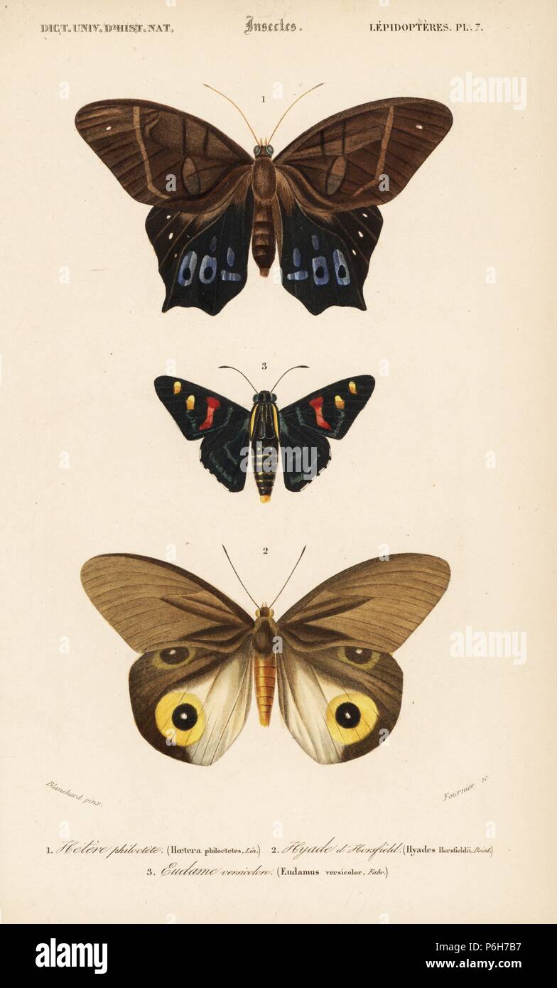 Common brown morpho, Antirrhea philoctetes (Haetera philoctetes ...