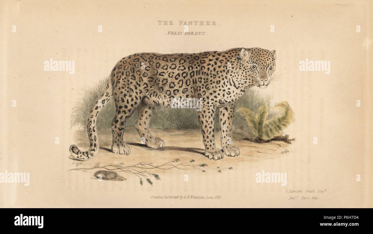 Leopard Panter Hybrid China BYD Fangchengbao Leopard 8 2025 Zhiyong