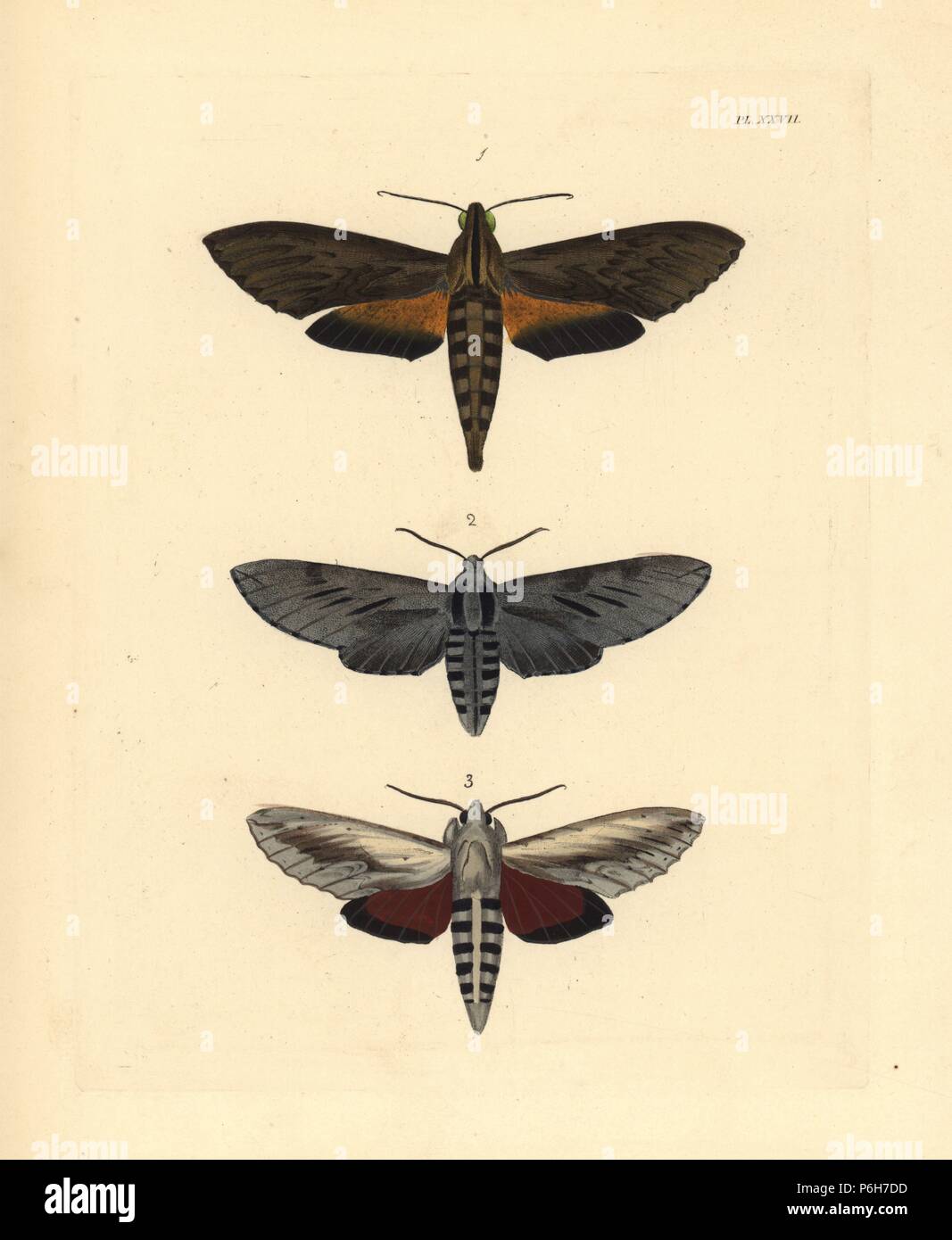 Alope sphinx moth, Erinnyis alope 1, pine hawk-moth, Sphinx pinastri 2 ...