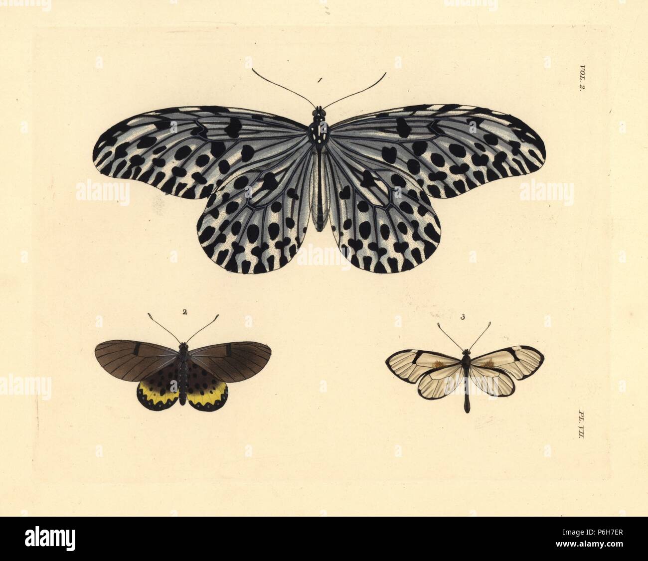 Tree-nymph butterfly, Idea lynceus (Idaea lyncea) 1, large smoky acraea ...