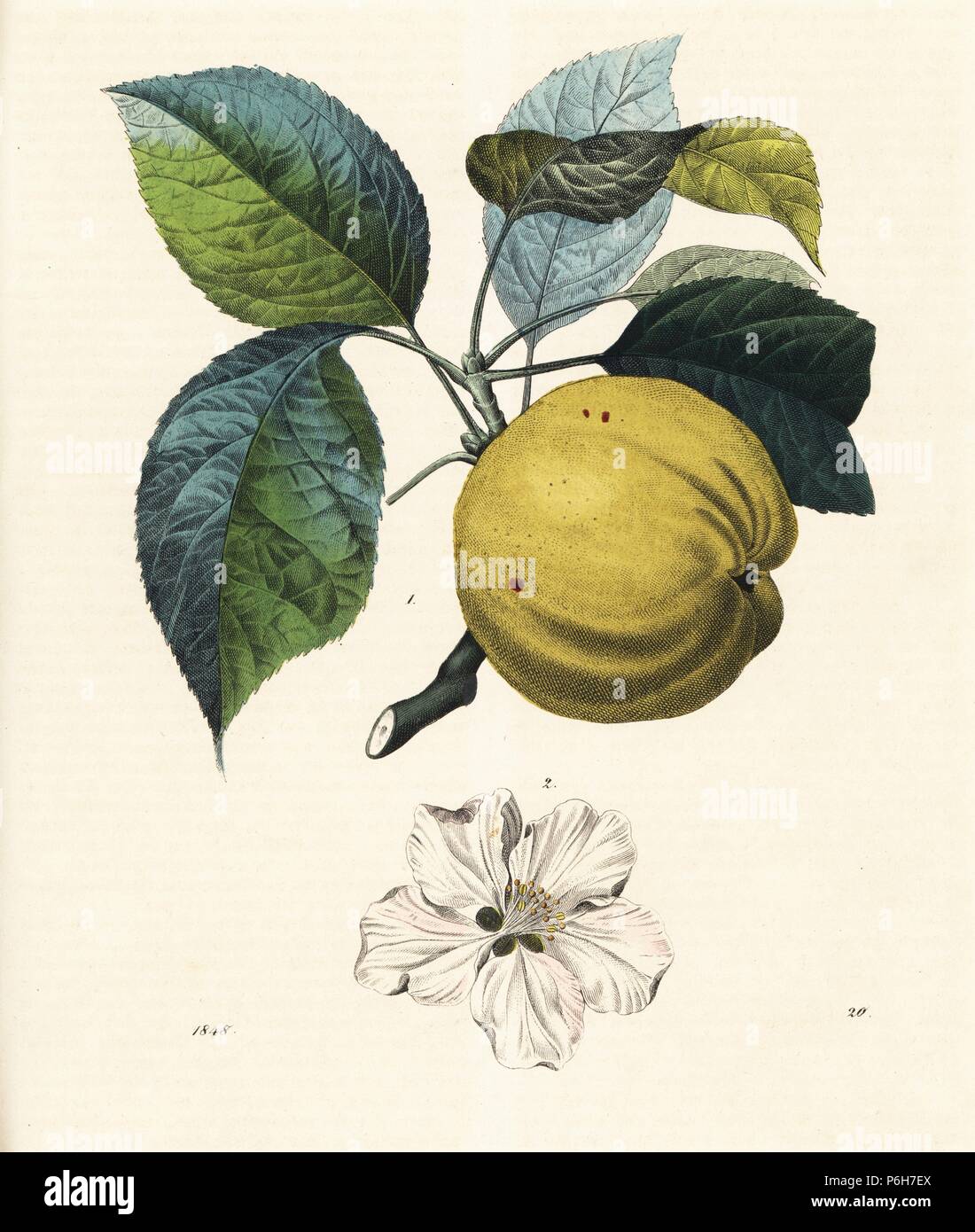 Apple, fruit, branch and blossom, Malus domestica (Pyrus malus ...