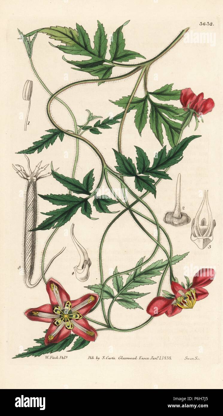 Loasa hi-res stock photography and images - Alamy