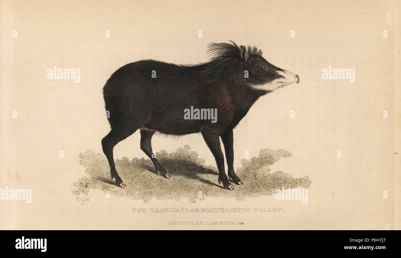 White-lipped peccary, Tayassu pecari (Tagnicati or white-lipped pecary ...