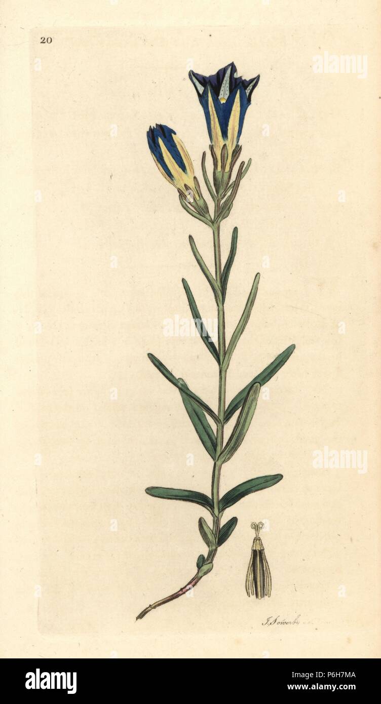 Marsh gentian or Calathian violet, Gentiana pneumonanthe. Handcoloured ...