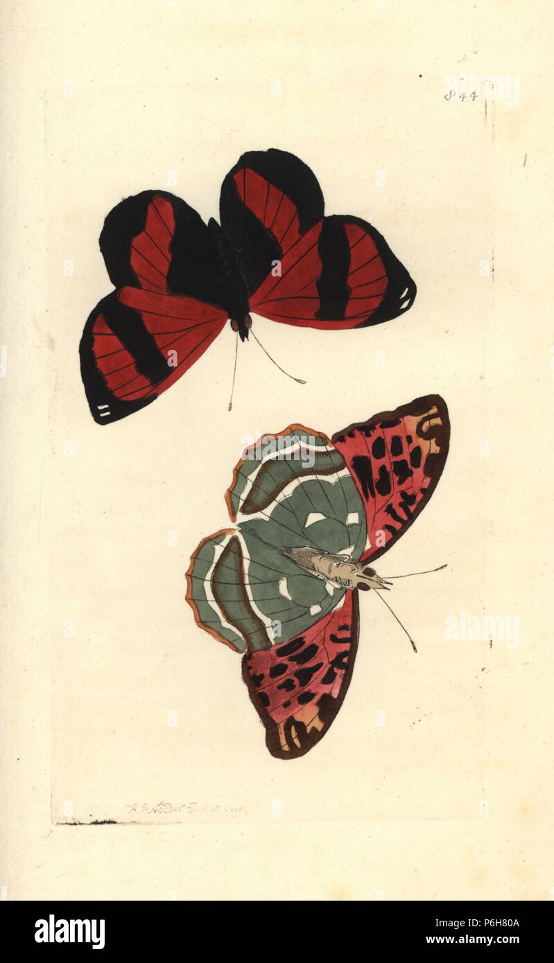 Siderone hi-res stock photography and images - Alamy