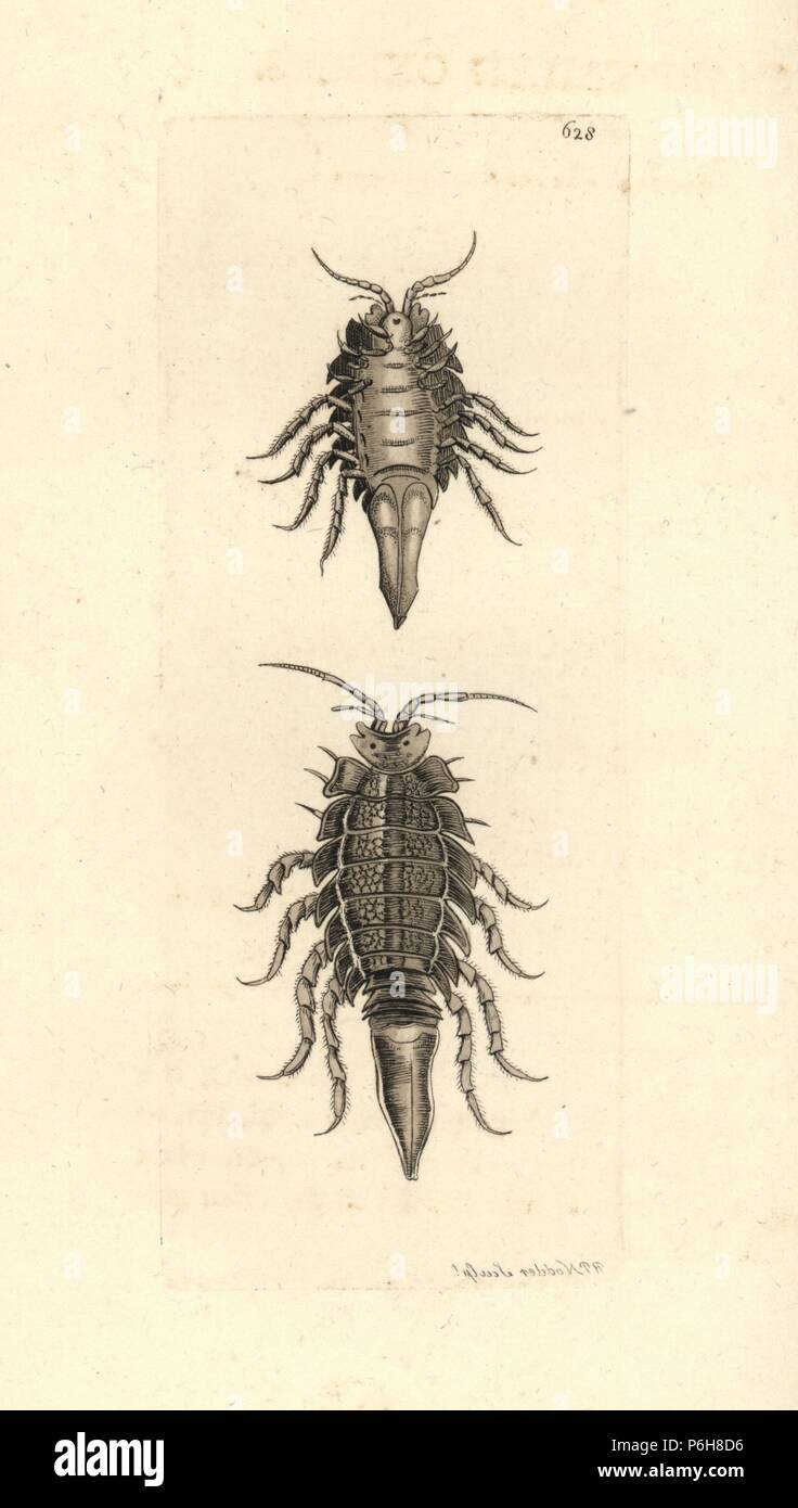 Saduria entomon (Sharp-tailed oniscus, Oniscus entomon). Illustration ...