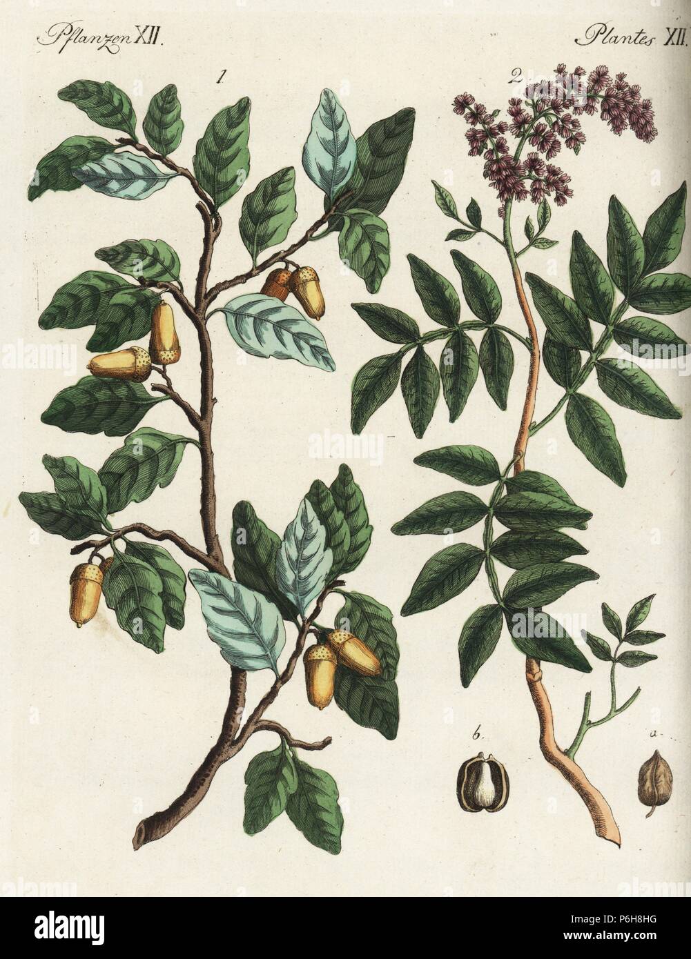 Terebinth tree hi-res stock photography and images - Alamy